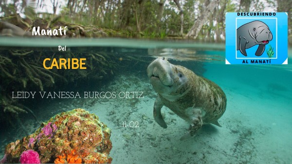 MANATI DEL CARIBE