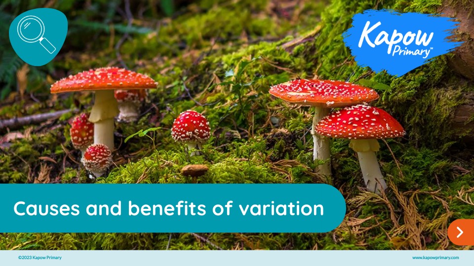 L1 - Causes and benefits of variation