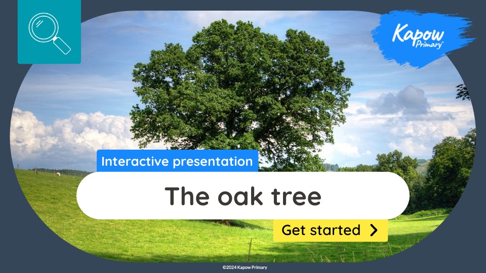 L1 - The oak tree