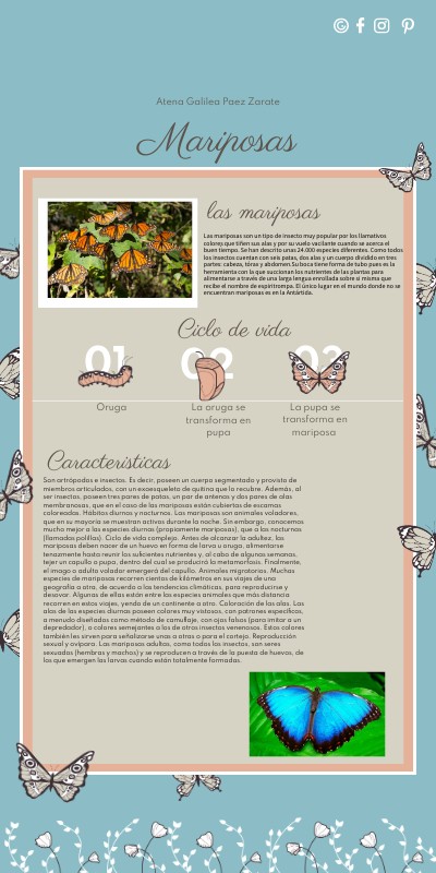 INFO VERTICAL MARIPOSAS