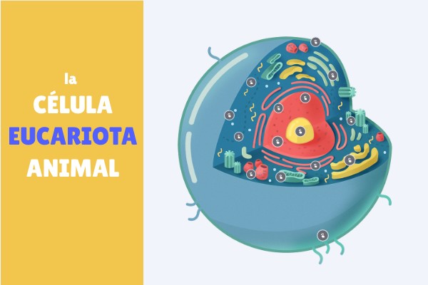 LA CÉLULA EUCARIOTA ANIMAL | Genially