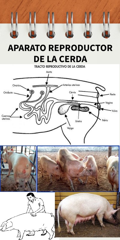 ACT 4 EQUIPO 1 | Genially