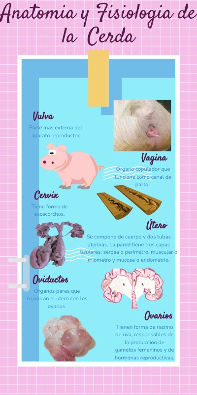 Anatomia y Fisiologia de la Cerda | Genially