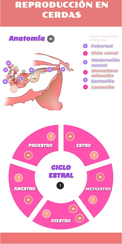 Anatomía y Fisiología de la Cerda | Genially