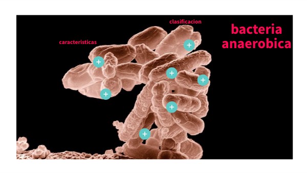 bacteria anaerobica | Genially