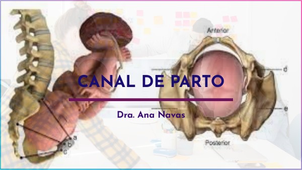 CANAL DEL PARTO | Genially