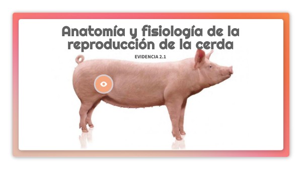 Evidencia 2.1 Anatomía y fisiología de la reproducción de la cerda ...