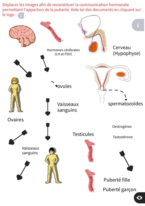 Acquisition de puberté et communication hormonale (3ème) | Genially