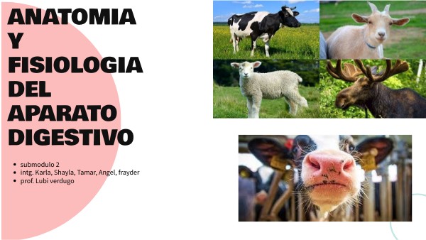 vacas