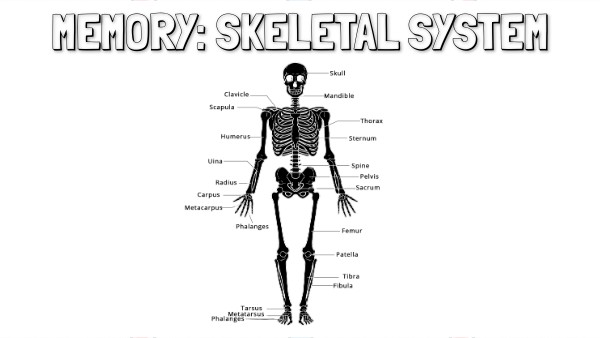 2F MEMORY skeleton | Genially