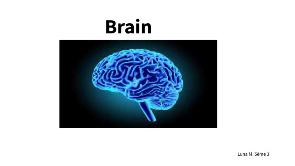 brain