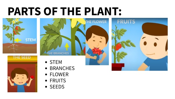 PARTS OF THE PLANT | Genially