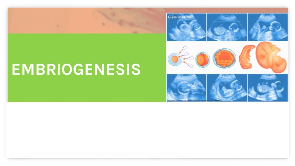 Embriogenesis