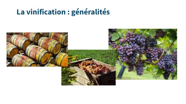 La vinification : généralités | Genially