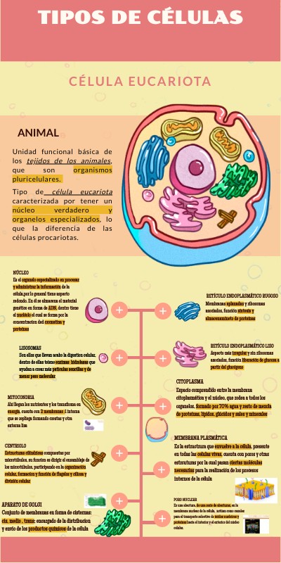 Tipos de células DANIEL ALVA BRICEÑO | Genially