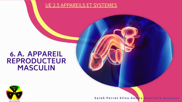 APPAREIL REPRODUCTEUR MASCULIN | Genially