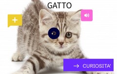 ANNA gatto