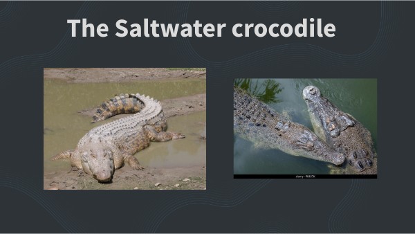 Saltwater crocodile