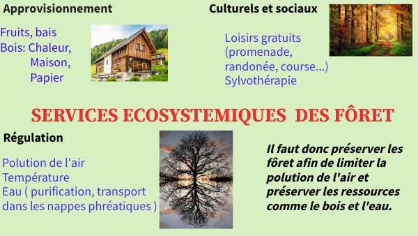 Ecosystème forestier