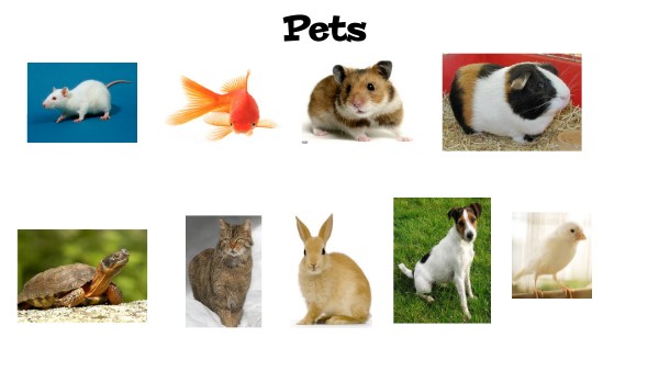 Pets | Genially