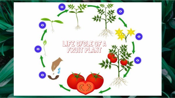 Fruit plant life cycle