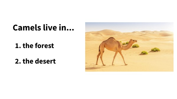Camels - Quiz