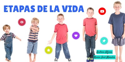 Etapas de la vida