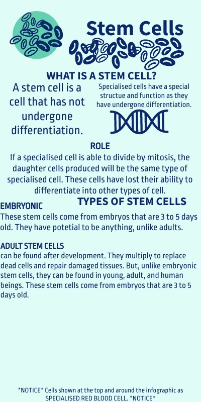 Stem Cell
