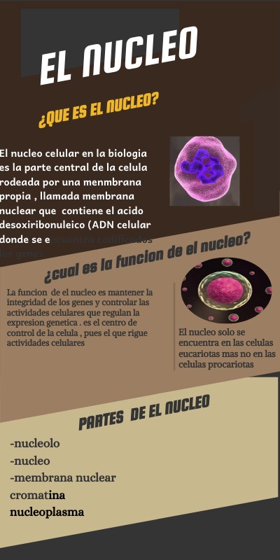INFOGRAFIA BIOLOGIA NUCLEO | Genially