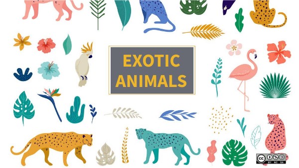EXOTIC ANIMALS