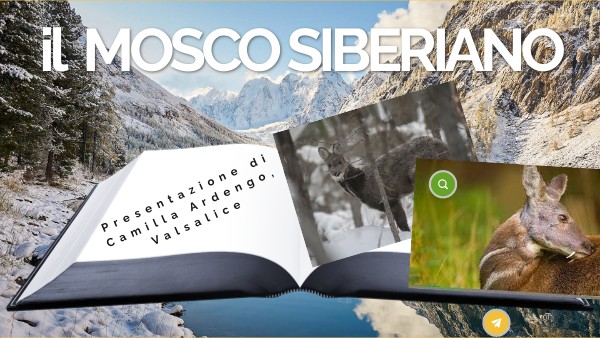 ARDENGO_VERTEBRATO_Mosco Siberiano