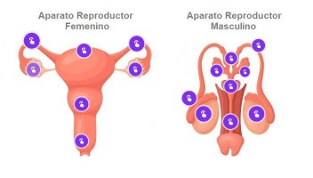 Aparato reproductor | Genially