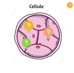 Image interactive cellule