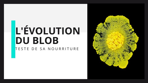 Présentation expérience du blob | Genially