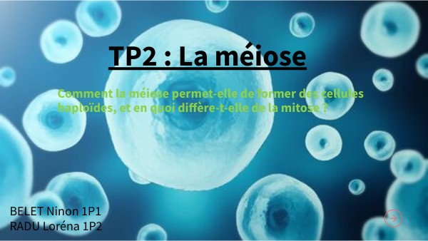 Correction - TP2 : La méiose