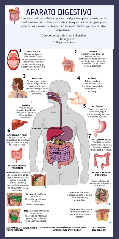 INFOGRAFÍA BÁSICA | Genially