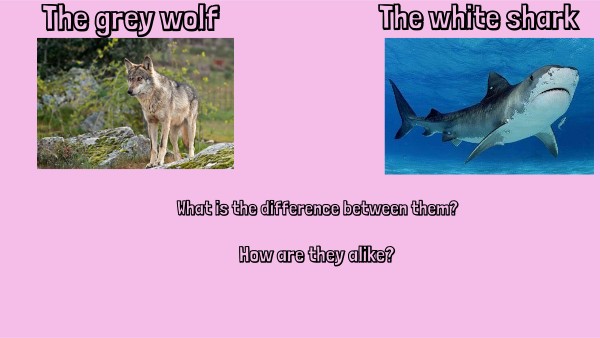 Valeria the grey wolf and the white shark | Genially