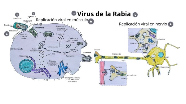 Ciclo de Replicación viral de la Rabia | Genially