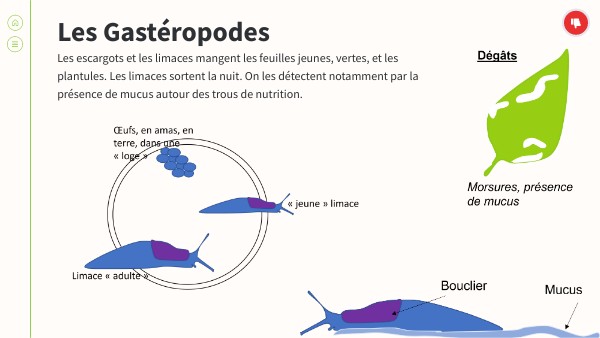 Les Gastéropodes | Genially