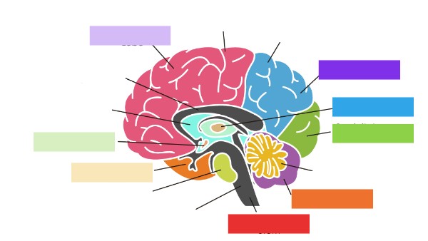 The brain | Genially