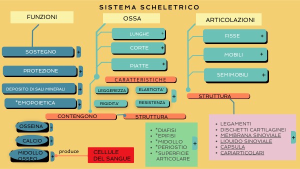 il sistema scheletrico | Genially
