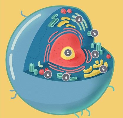 Parts cells | Genially