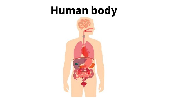 Human body | Genially