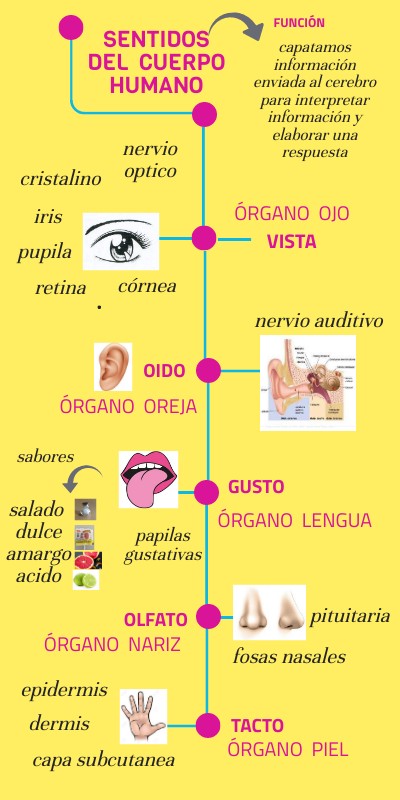 mapa conceptual de los sentidos del cuerpo humano | Genially