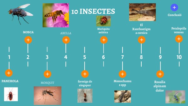 LISTA REGLA | Genially