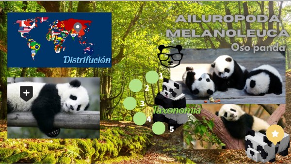 Ailuropoda melanoleuca