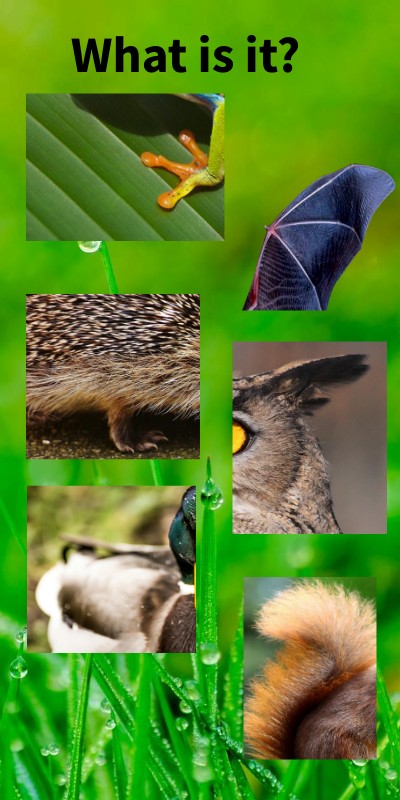 Animals everywhere | Genially