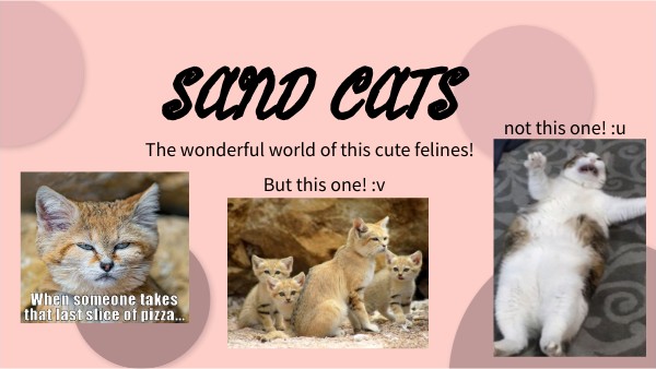Sand cats