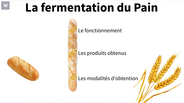 La fermention du pain