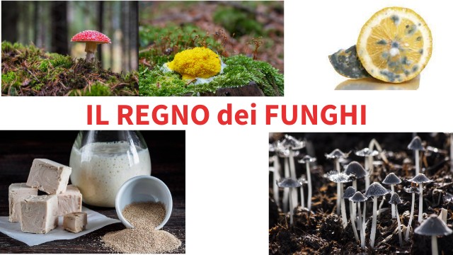 I FUNGHI | Genially